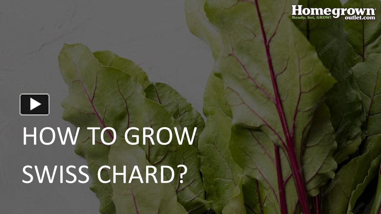 PPT – How to Grow Swiss Chard? PowerPoint presentation | free to ...