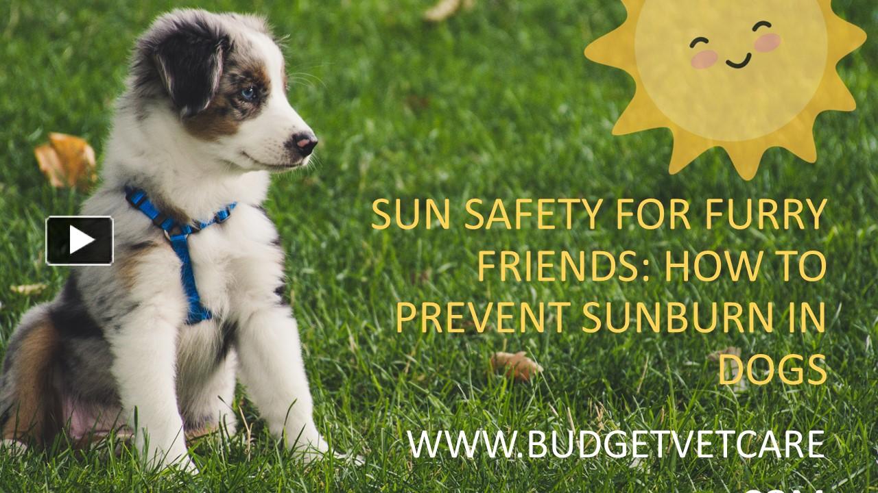 Sun Safety for Furry Friends: How to Prevent Sunburn in Dogs ...