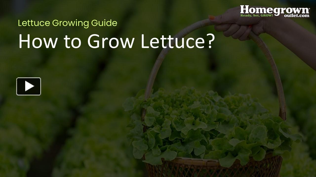 PPT – How to Grow Lettuce? PowerPoint presentation | free to download ...