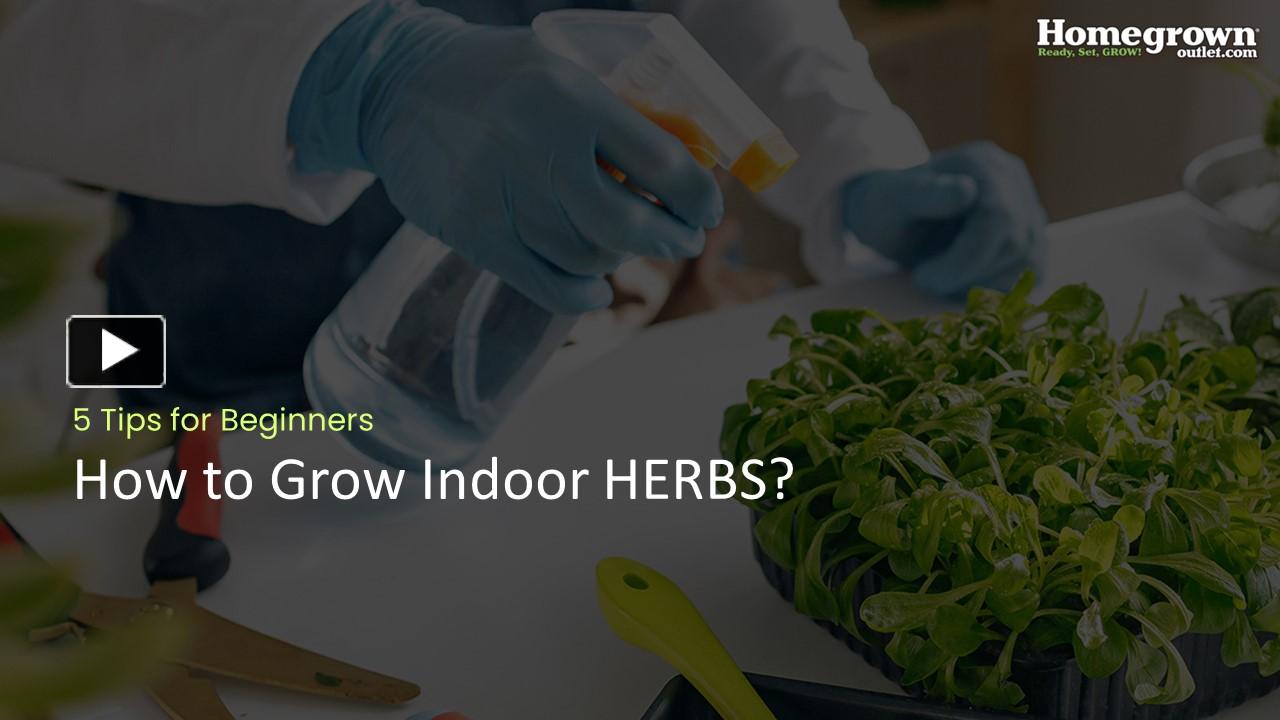How to Grow Indoor Herbs? presentation | free to download