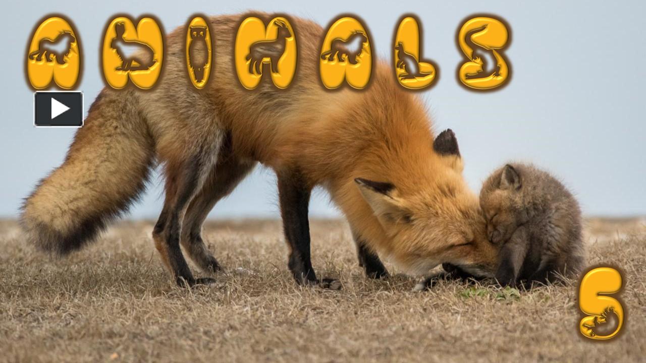 Animals (Anna - Dorota) 5 presentation | free to view