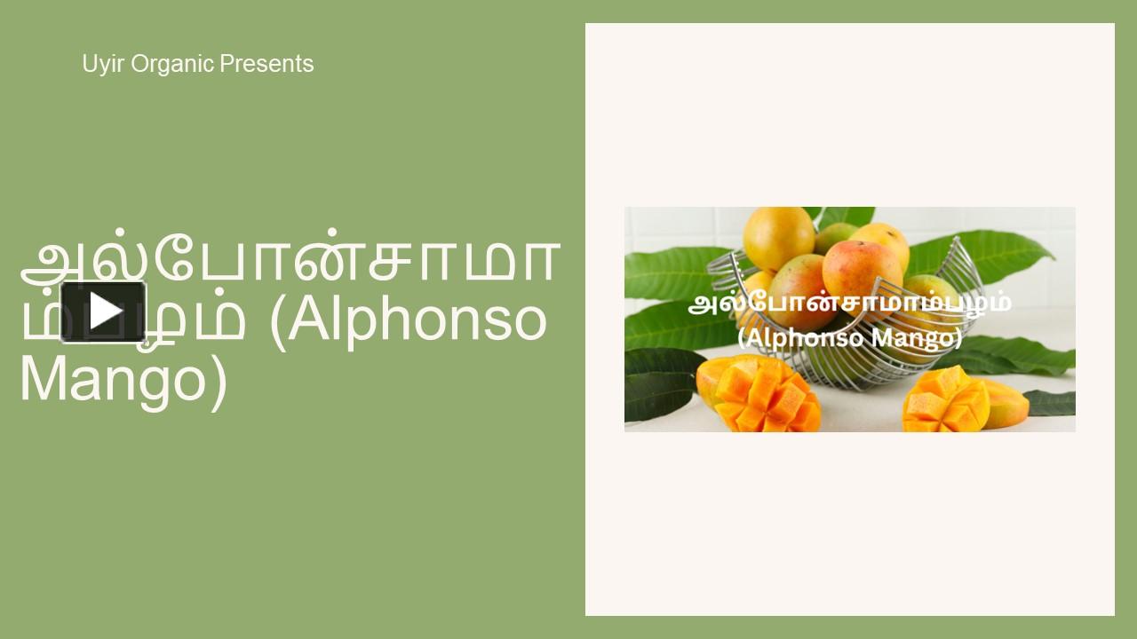 PPT – அல்போன்சாமாம்பழம் (Alphonso Mango) PowerPoint presentation | free ...