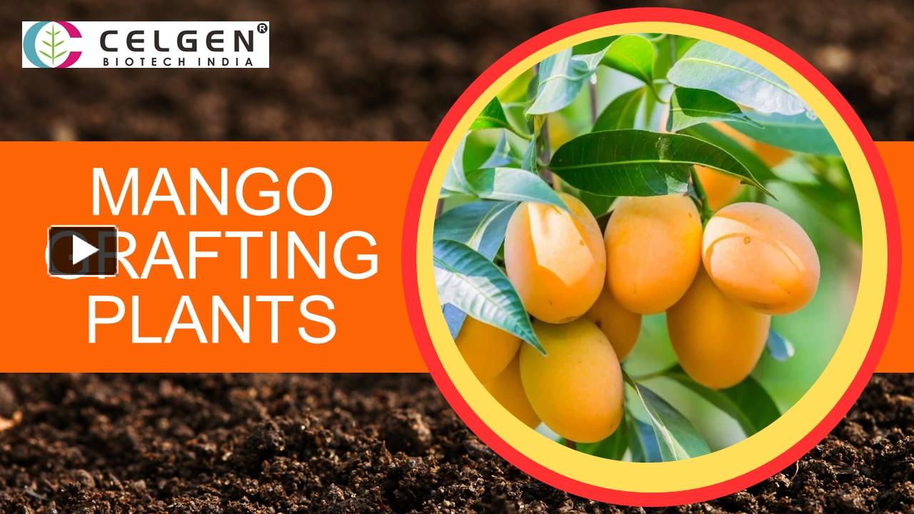 PPT – Purchase Mango Grafting Plants Online From Celgen Biotech ...