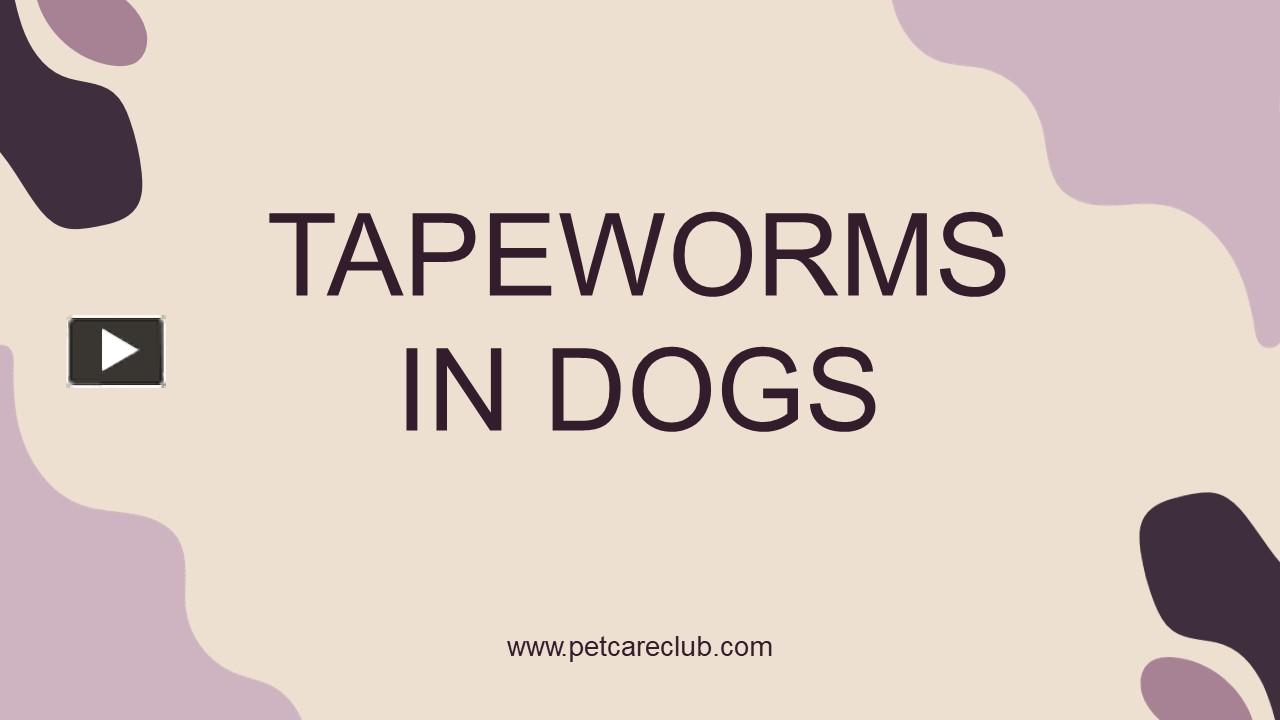 PPT – All you need to know about Tapeworms in Dogs - PetCareClub ...