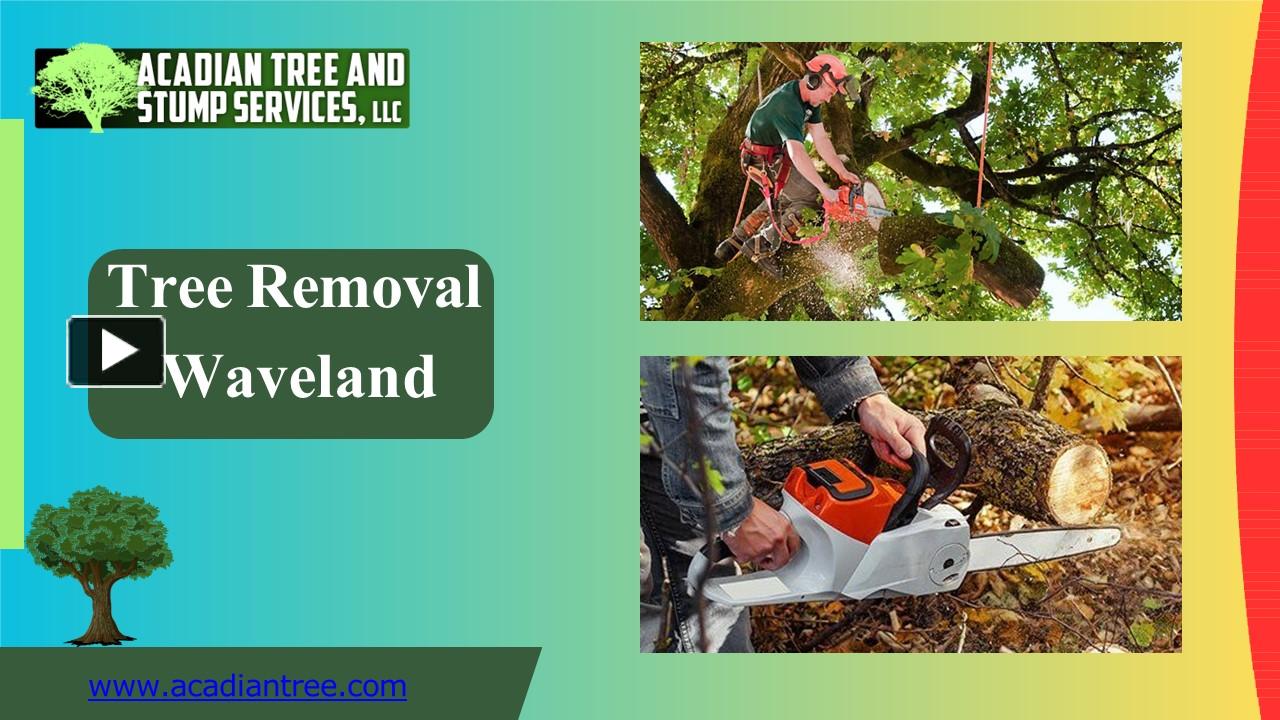 PPT – Waveland Tree Removal | Acadian Tree and Stump Removal Service (2 ...