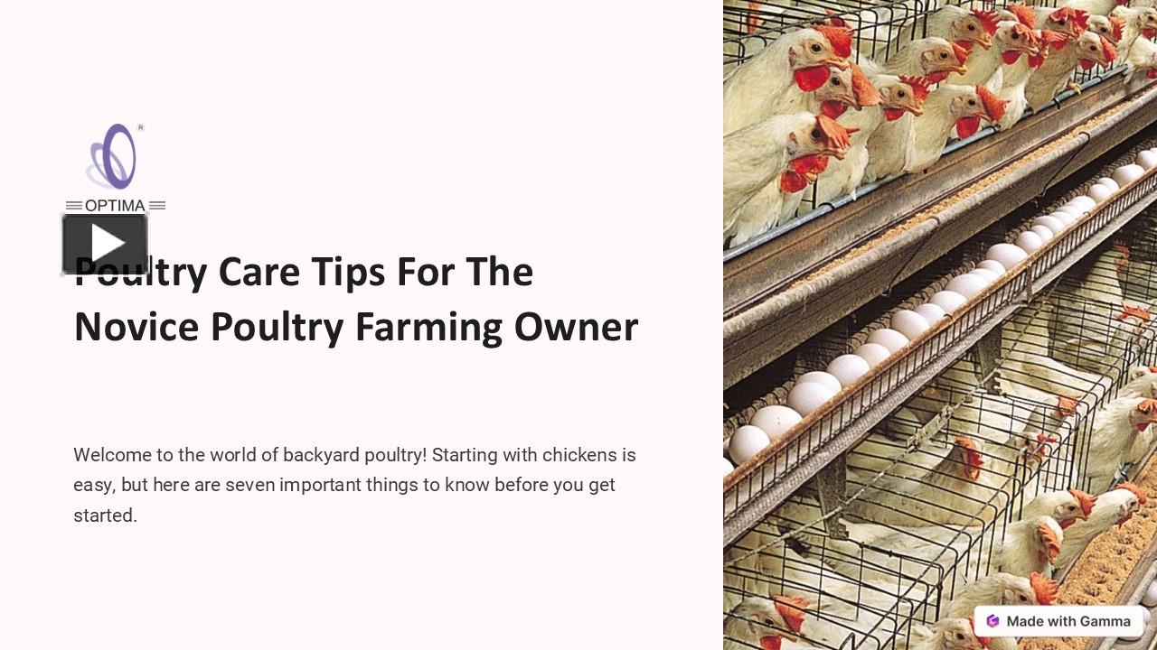 Poultry Care Tips For The Novice Poultry Farming Owner presentation ...