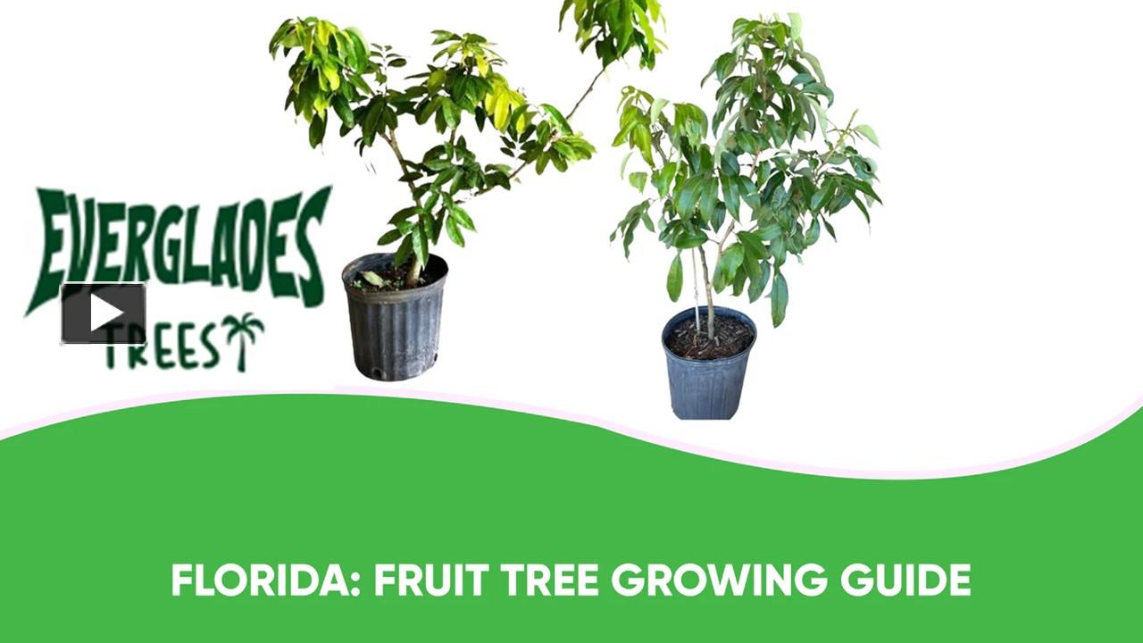 Florida: Fruit Tree Growing Guide presentation | free to download
