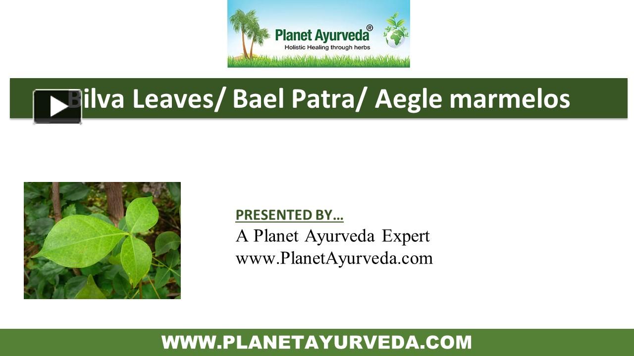 Health Benefits and Medicinal Uses of Bilva Leaves, Bael Patra, Aegle ...