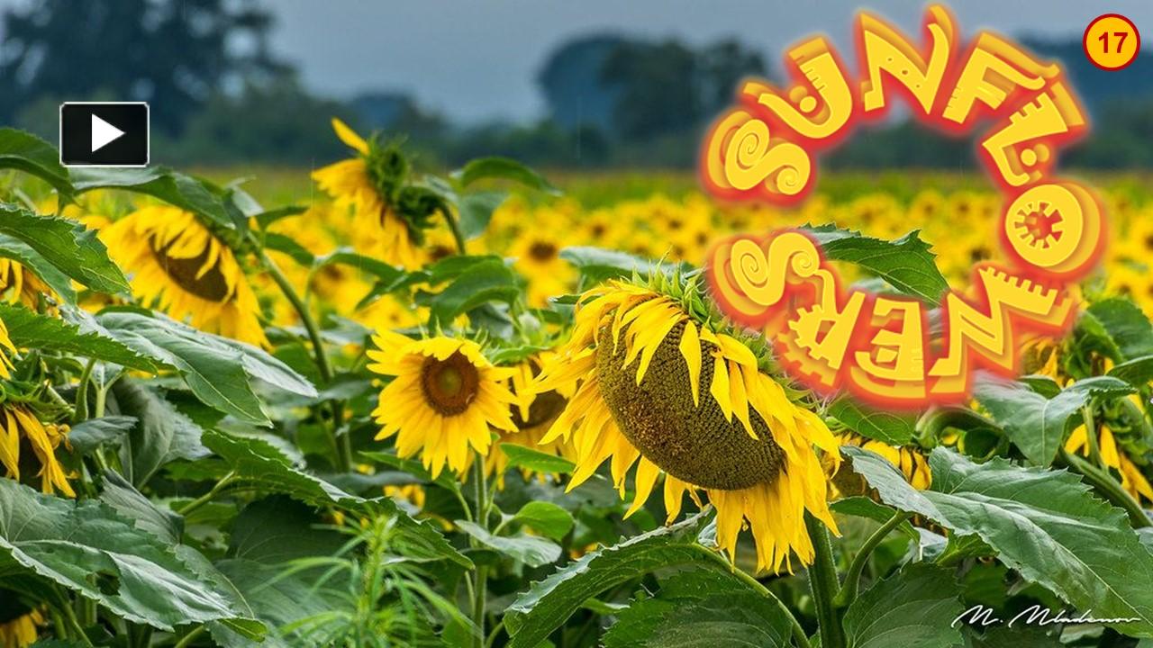 PPT – Sunflowers in Art 17 PowerPoint presentation | free to view - id ...