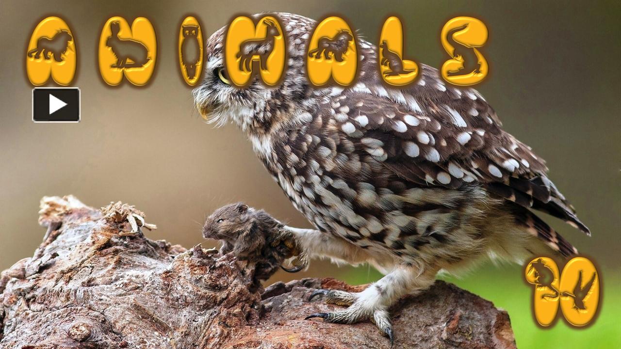 PPT – Animals (Anna - Dorota) 10 PowerPoint presentation | free to view ...