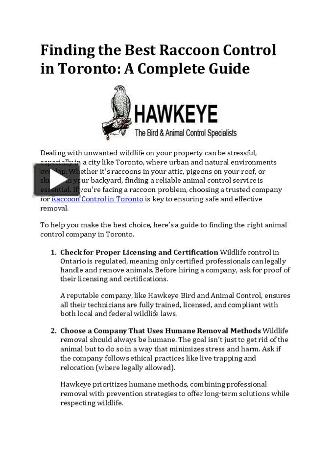 PPT – Finding the Best Raccoon Control in Toronto: A Complete Guide ...