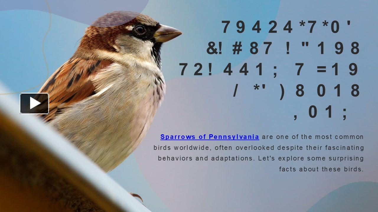 PPT – Surprising Facts About Sparrows You Might Not Know PowerPoint ...