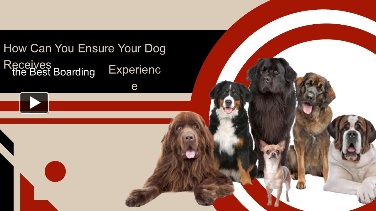 PPT – Get Trusted Care for Your Furry Friend PowerPoint presentation ...