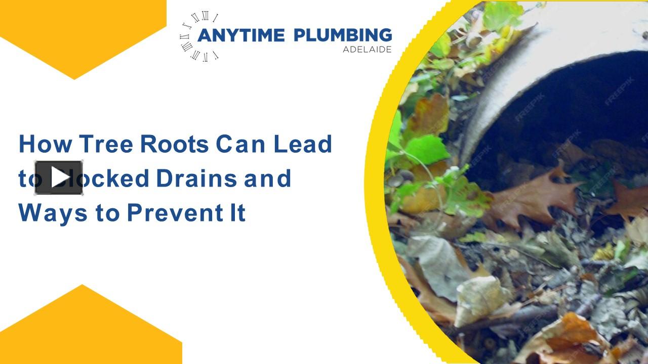 PPT – How Tree Roots Can Lead to Blocked Drains and Ways to Prevent It ...