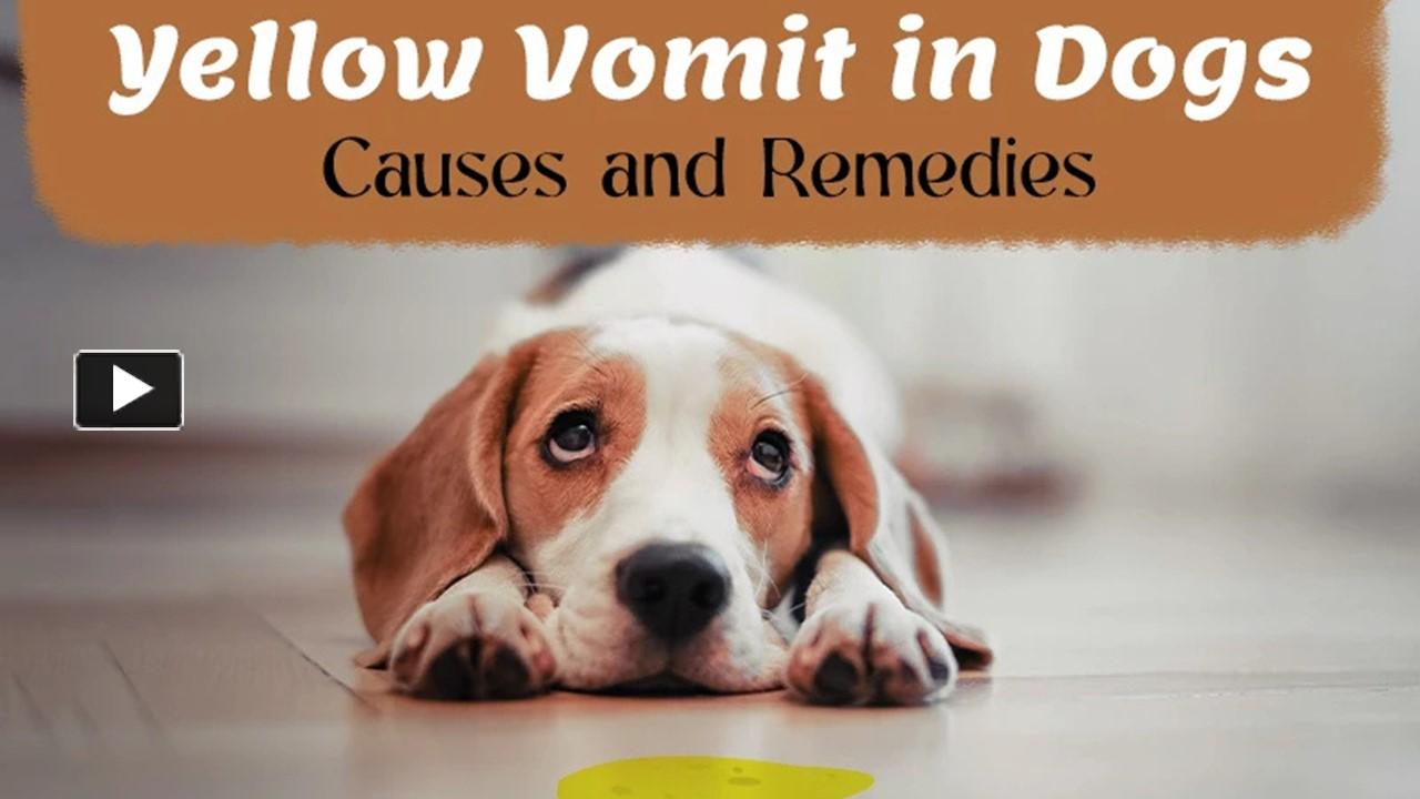 PPT – Understanding Yellow Vomit in Dogs: Causes and Remedies ...