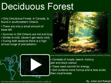PPT – Deciduous Forest PowerPoint presentation | free to view - id ...