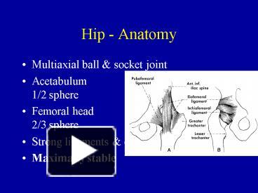 Hip Anatomy presentation | free to view