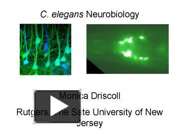 C. elegans Neurobiology presentation | free to view