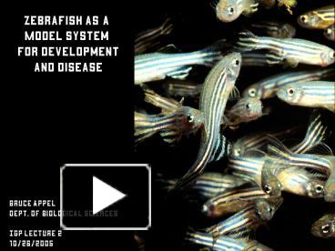 Zebrafish as a presentation | free to view