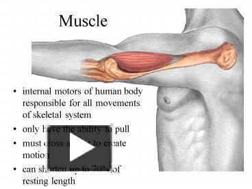 internal motors of human body responsible for all movements of skeletal ...