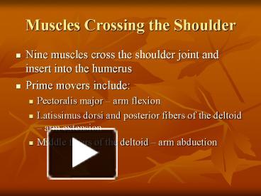 PPT – Muscles Crossing the Shoulder PowerPoint presentation | free to ...