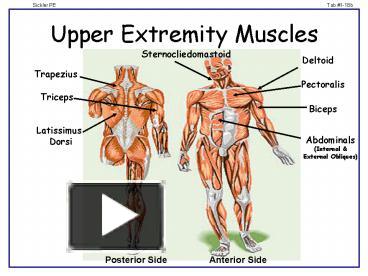 PPT – Upper Extremity Muscles PowerPoint presentation | free to view ...