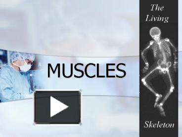 PPT – MUSCLES PowerPoint presentation | free to view - id: ad9b2-MGI0Z