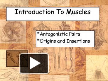 PPT – Introduction To Muscles PowerPoint presentation | free to view ...