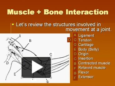 Muscle Bone Interaction presentation | free to view