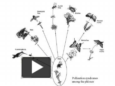 Pollination syndromes presentation | free to view