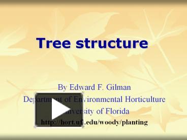 Tree structure presentation | free to download