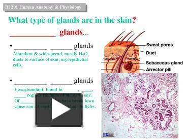 glands presentation | free to view