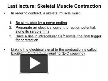 PPT – Last lecture: Skeletal Muscle Contraction PowerPoint presentation ...