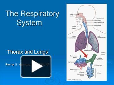 PPT – The Respiratory System PowerPoint presentation | free to view ...