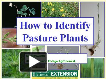 PPT – How to Identify Pasture Plants PowerPoint presentation | free to ...