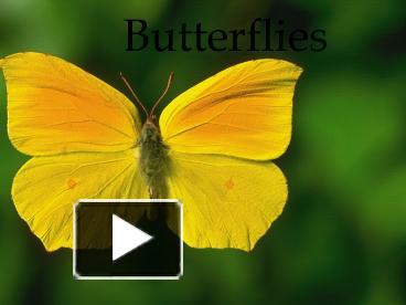 Butterflies presentation | free to view