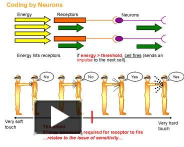 PPT – Coding by Neurons PowerPoint presentation | free to view - id ...