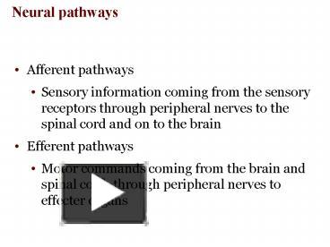 Neural pathways presentation | free to view