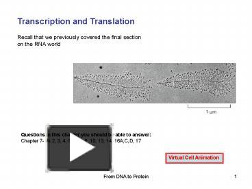PPT – Transcription and Translation PowerPoint presentation | free to ...