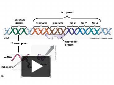 lac operon presentation | free to view