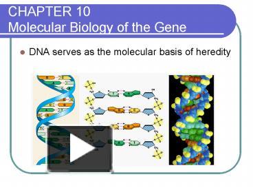 CHAPTER 10 Molecular Biology of the Gene presentation | free to view
