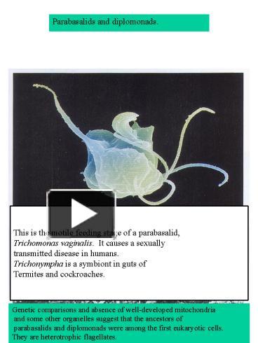 PPT – Parabasalids and diplomonads' PowerPoint presentation | free to ...