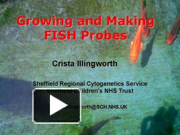 Growing and Making FISH Probes presentation | free to view