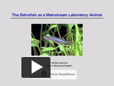 The Zebrafish as a Mainstream Laboratory Animal presentation | free to view