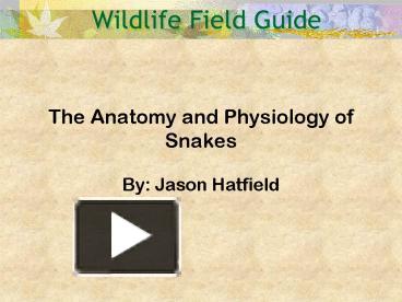 The Anatomy and Physiology of Snakes presentation | free to view