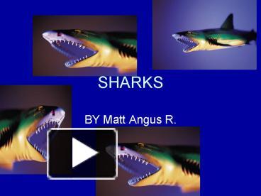 PPT – SHARKS PowerPoint presentation | free to view - id: e9a9e-MTBmZ