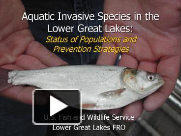 Aquatic Invasive Species in the Lower Great Lakes: Status of ...