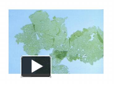 PPT – Microdictyon spp' gauze seaweed PowerPoint presentation | free to ...