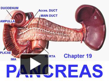 Anatomy of the Duodenum, Pancreas and Spleen presentation | free to view