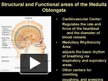 PPT – Structural and Functional areas of the Medulla Oblongata ...